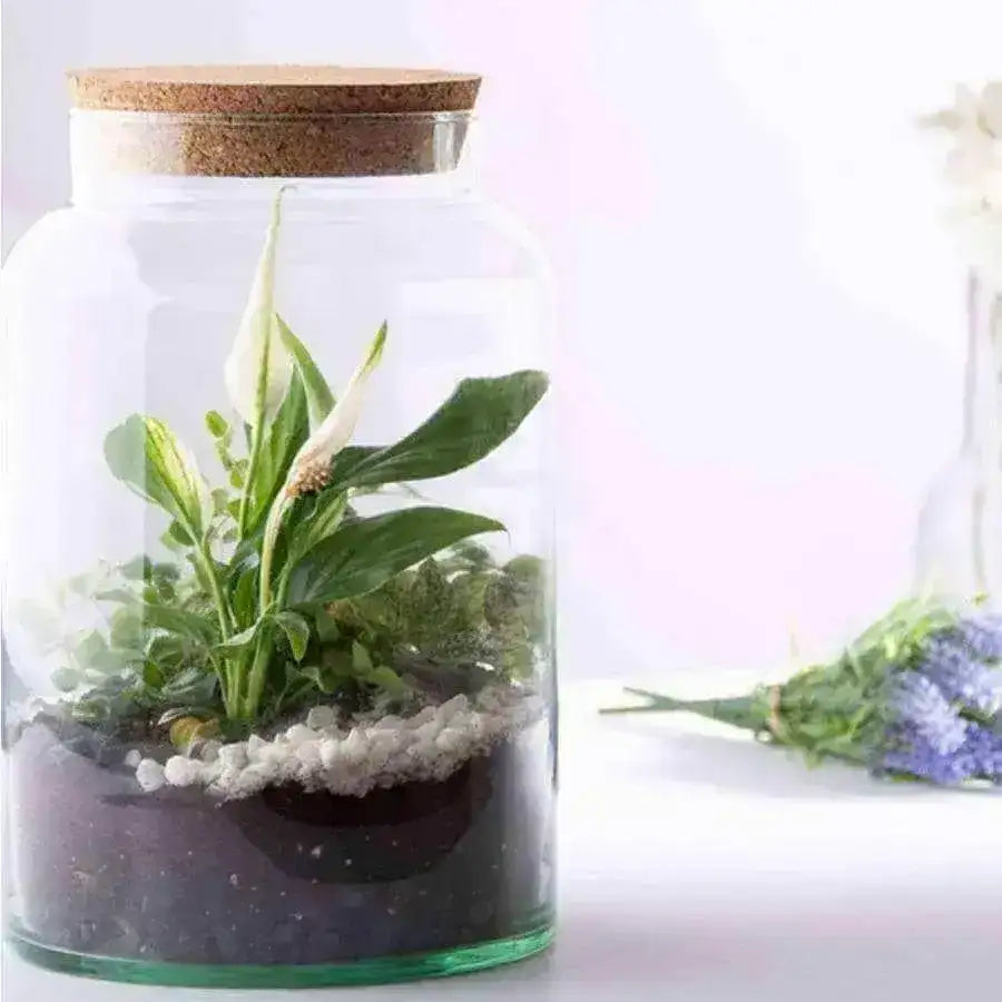 Indoor Glass Jar Plant Terrarium